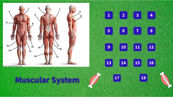Muscular System by Donna Howell | Genially