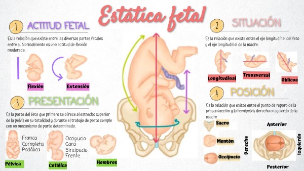 Estática fetal | Genially