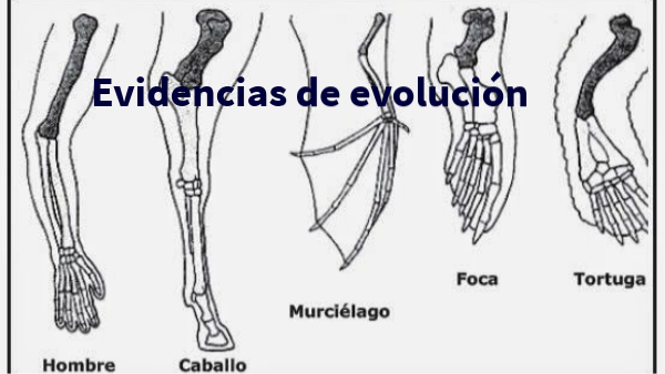 Evidencias de Evolución