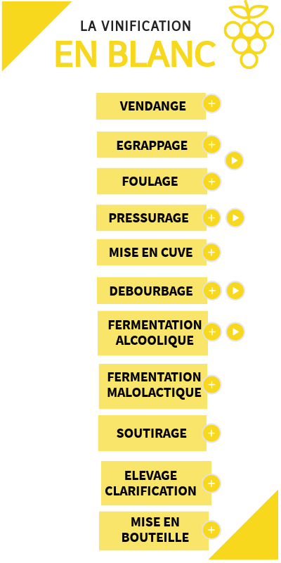 VINIFICATION EN BLANC