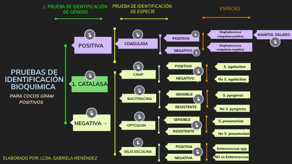PRUEBAS DE IDENTIFICACIÓN BIOQUIMICA | Genially