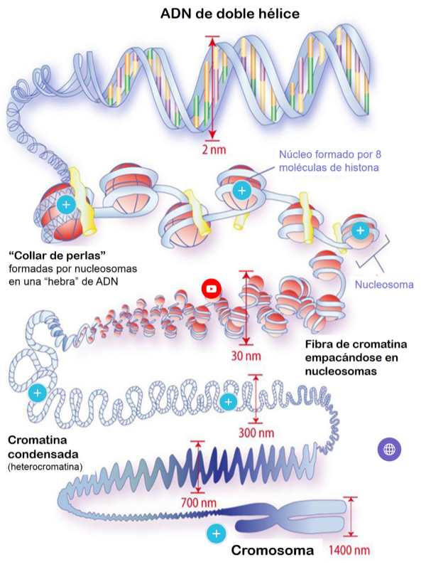 Empaquetamiento del ADN | Genially