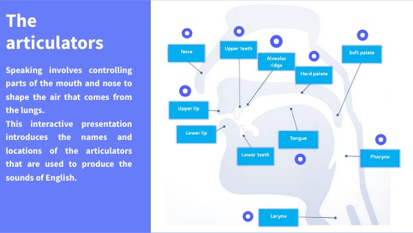 The articulators | Genially