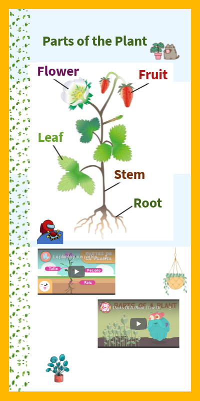 PARTS OF THE PLANT | Genially