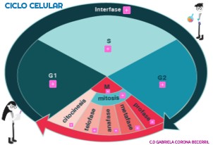 CICLO CELULAR | Genially
