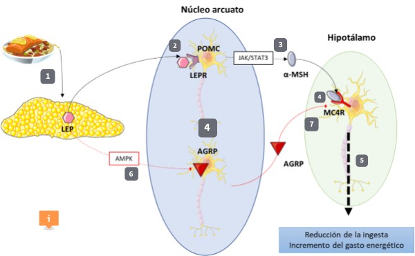 Mecanismo de acción de la leptina - ENG | Genially
