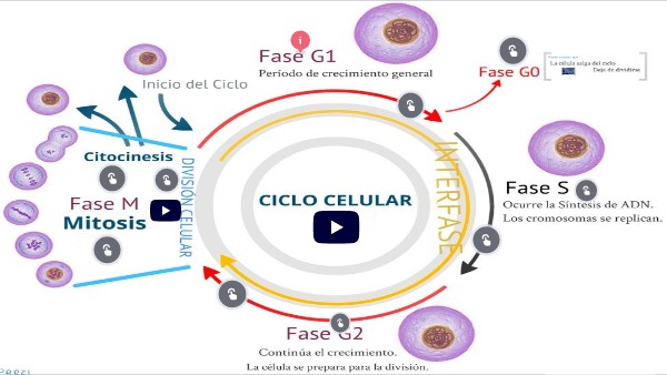 CICLO CELULAR | Genially