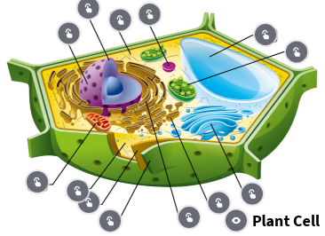 Plant Cell Interactive Image