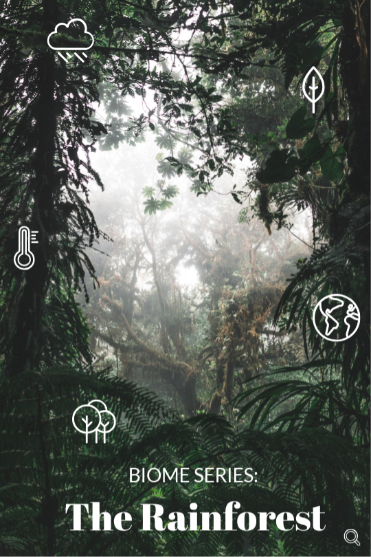 The Rainforest Biome | Genially