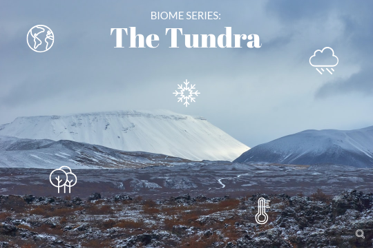 Tundra Biome | Genially