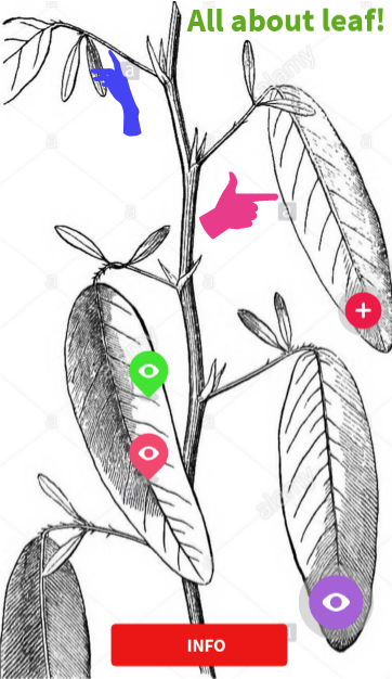 ALL ABOUT THE LEAVES | Genially