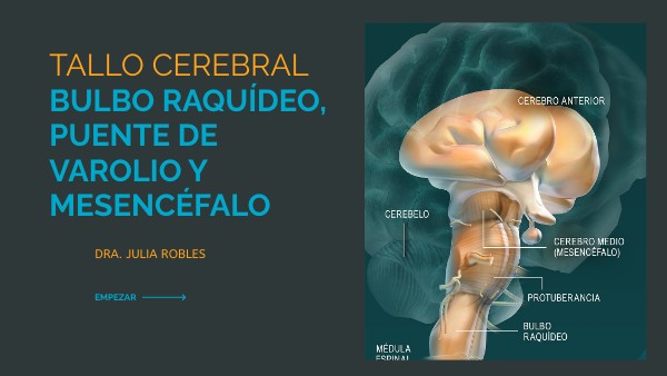 tallo cerebral bulbo raquídeo, puente de valorio y mesencéfalo | Genially
