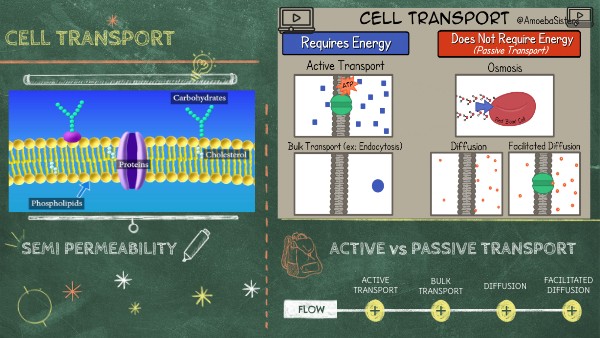 CELL TRANSPORT | Genially