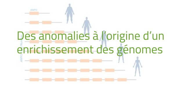 duplications de gène | Genially