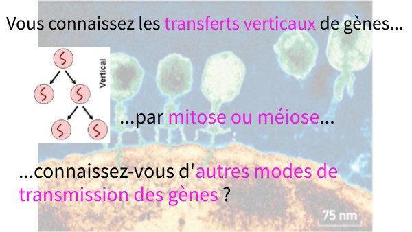 Transferts horizontaux | Genially