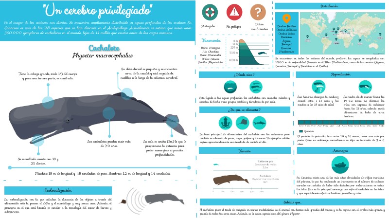 Cachalote "Physeter macrocephalus" | Genially