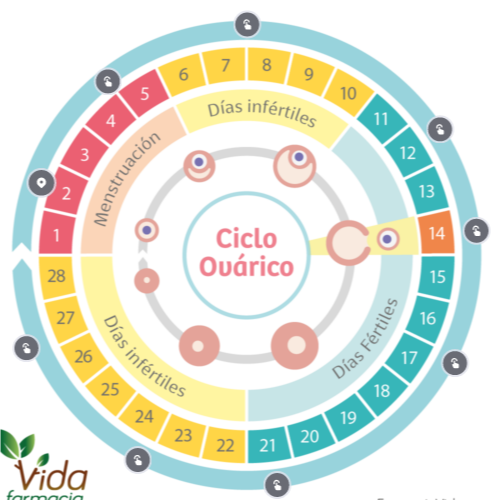 CICLO MENSTRUAL | Genially