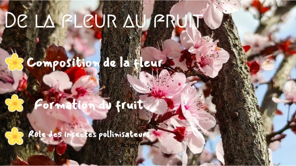 De la fleur au fruit | Genially