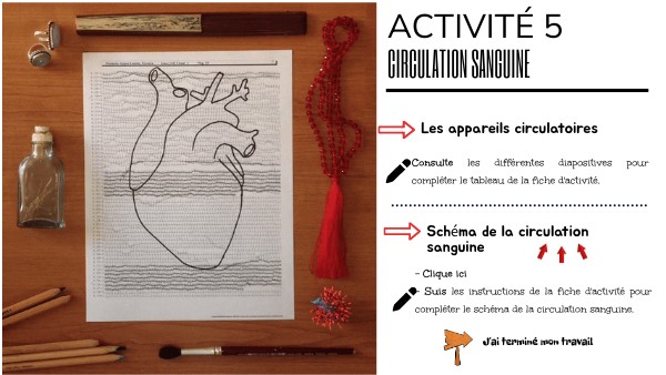 Circulation sanguine | Genially