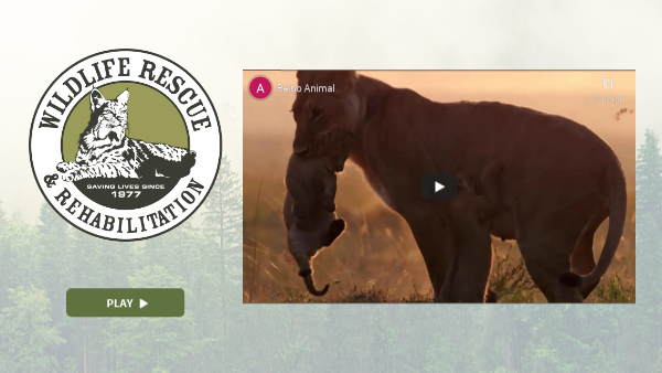 Irlandesas - Wildlife rescue | Genially