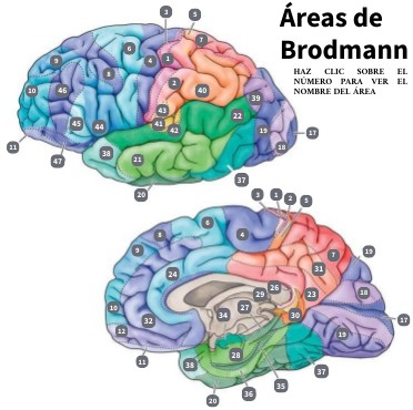 Áreas de Brodmann | Genially