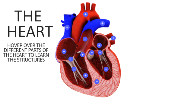 The Heart : interactive tutorial | Genially