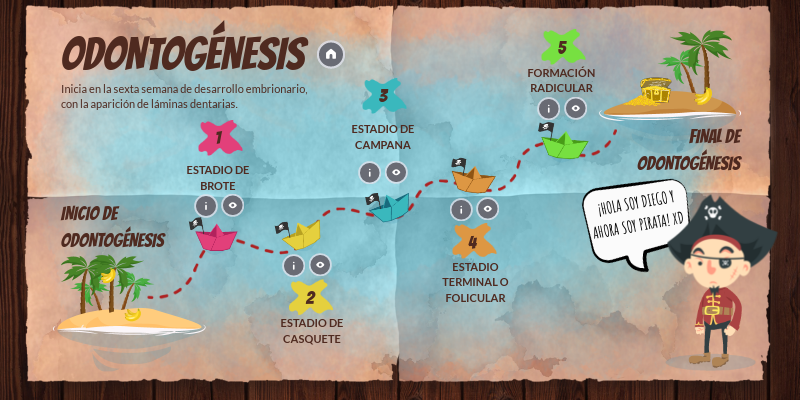 Odontogénesis | Genially