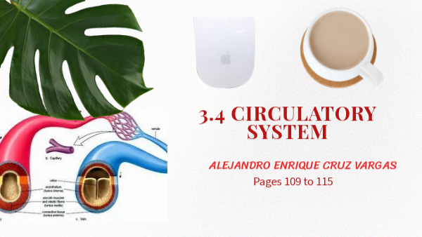 CIRCULATORY SYSTEM | Genially