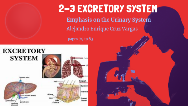 EXCRETORY SYSTEM | Genially