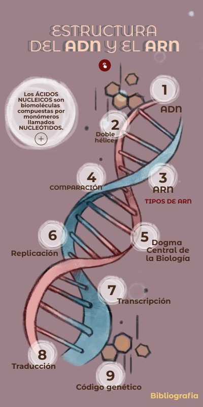 ADN Y ARN | Genially