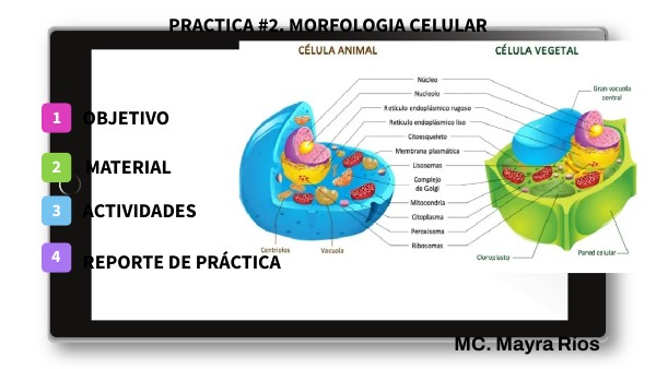 PRÁCTICA #2. MORFOLOGÍA CELULAR | Genially