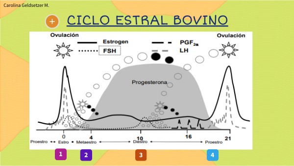 ciclo estral bovino | Genially