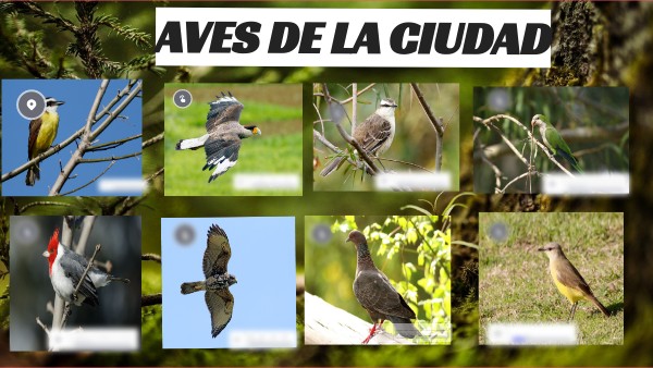 Aves de la ciudad | Genially
