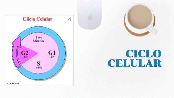 CICLO CELULAR | Genially