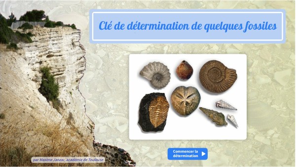clé de détermination des fossiles | Genially