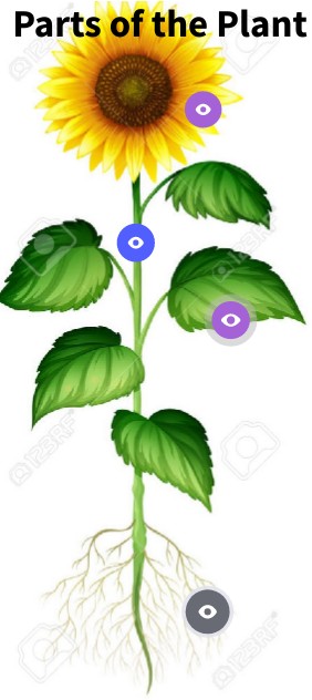 Parts of the plant