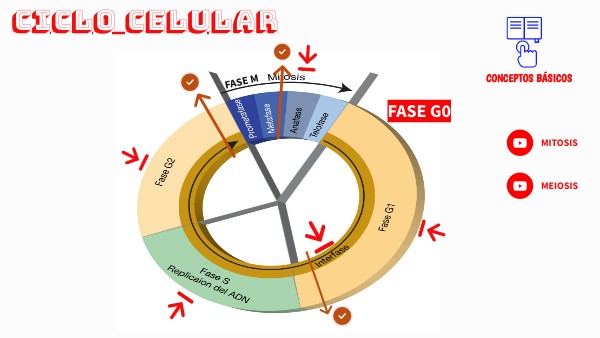 CICLO CELULAR | Genially