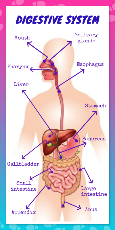 Digestive system 2 | Genially