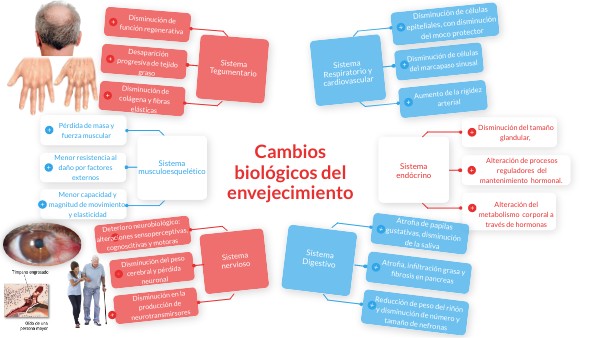 Cambios biológicos del envejecimiento | Genially