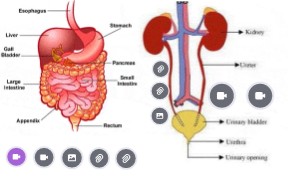 Digestive and Excretory System
