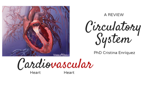 Cardiovascular system