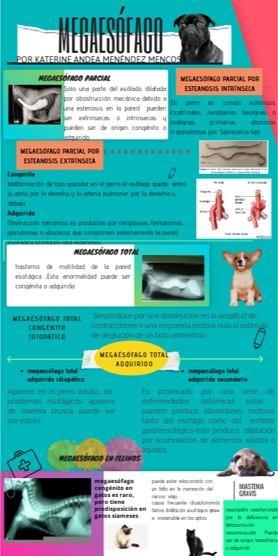INFOGRAFÍA MEGAESÓFAGO | Genially