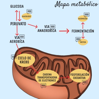Mapa metabólico | Genially