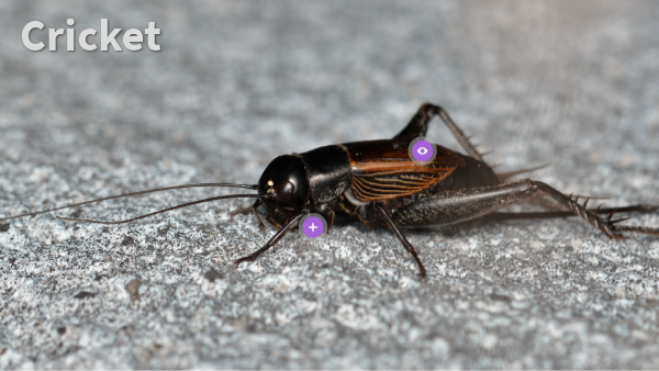 Sound Bingo - Cricket