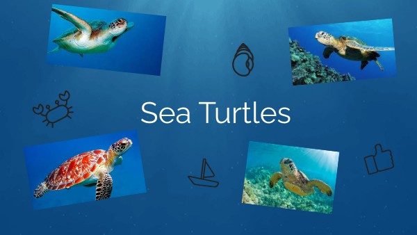 Sea turtles