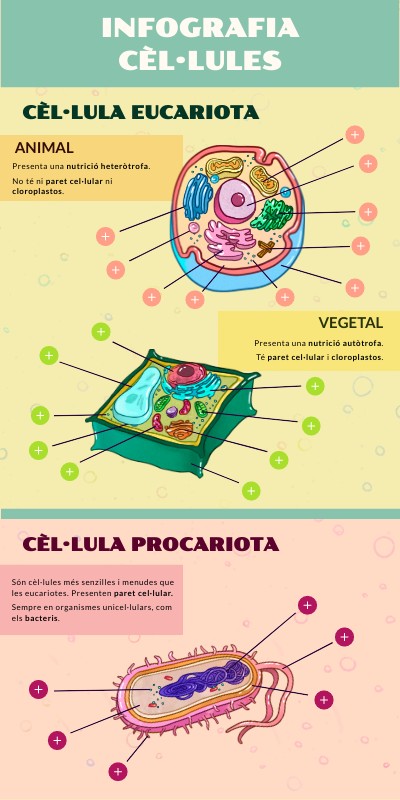 INFO VERTICAL CÈL·LULA | Genially