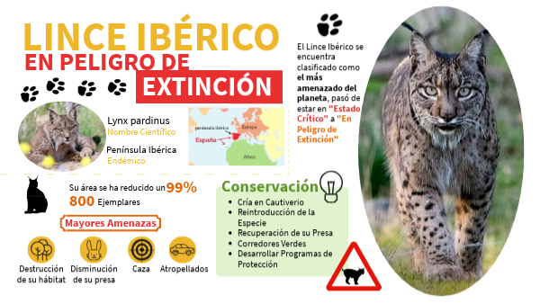Lince Ibérico