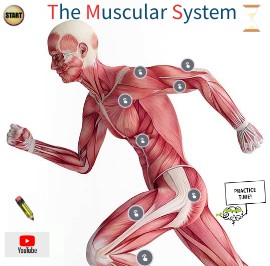 Muscular System | Genially