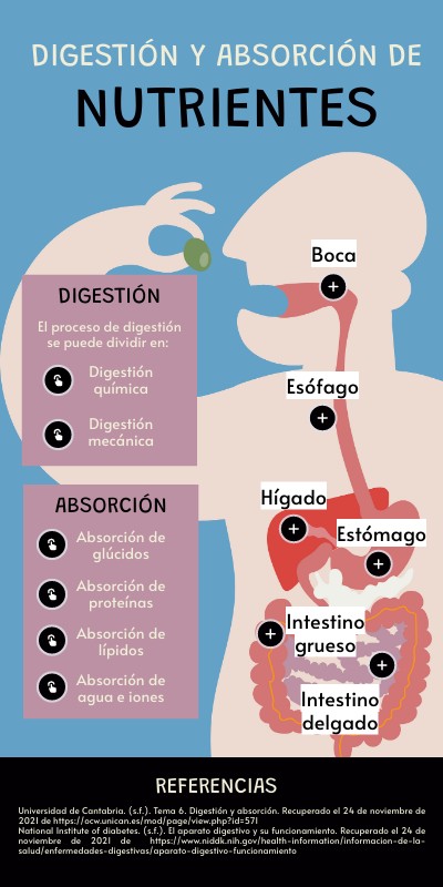 Digestión y absorción de nutrientes
