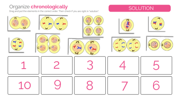 Meiosis game